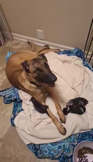 20K views · 346 reactions | Welcome to PMAR pretty mama | Pibbles & More Animal Rescue, Inc - PMAR | Facebook