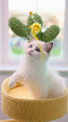 Beautiful Ragdoll Kitten Bicolour LPCF #shorts #cat