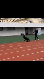 2025 CSV Autumn Siegershow V6 Daughter of Margman Yes. | German Shepherd Dog in China