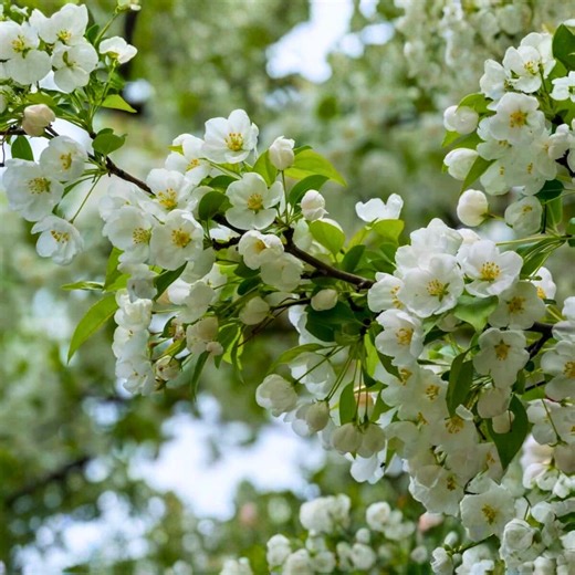25 Snowdrift Crabapple Seeds for Planting Ornamental Flowering Tree White Spring Blooms Malus - Etsy