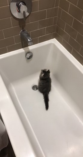 Adorable Kitten Loves Bathtub Reflections