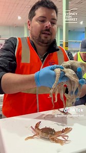 Ever wondered how Octopus get through crabs' strong shells? Alex has got a demonstration for you! #octopus #sydneyfishmarket