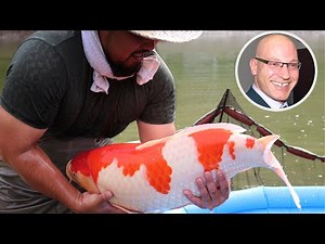 Growing your Koi Fast and Healthy *How to choose the best Koi Food* (part 1)