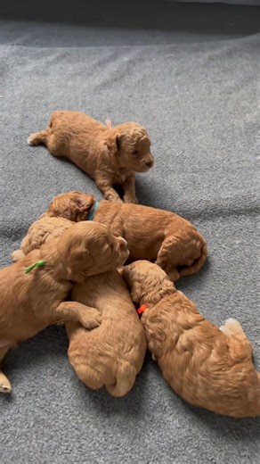 These babies are getting so big and growing so nicely  Soon we will...