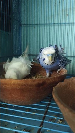 🦜Top Quality Hogoromo Budgie's 🦜Halicopter Budgie's #viral #birds #shortsfeed