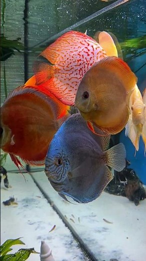 The Art of Discus: A Symphony of Color