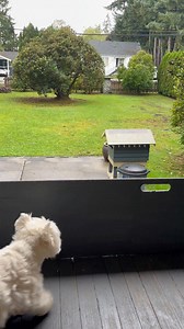 The neighbours icecream trucks music suddenly began blaring out but Bob wasn’t home—Piper and Pickles waited and watched his home to ensure he wasn’t being robbed—no worries Bob our Security Detail@is on the job 😂 #funnydogsofinstagram #dog #dogsoffacebook #westie #doghumor #dogsandpals #dogsofinstagram #spoileddogs #lovemydog #dogslife | The Piper Chronicles