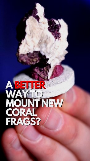 1.2M views · 10K reactions | How you can use a little bit of super-glue and coral putty to properly (and securely) mount your freshly fragged coral! #bulkreefsupply #brstv #saltwateraquarium #reeftank #reef #fishtank #coral #reefaquarium #saltwatertank #aquarium #marinelife #oceanlife #tropicalfish #fish #hobby #freshwater #freshwateraquarium #plantedtank #aquascape | Bulkreefsupply.com - Saltwater Aquarium Supplies | Facebook
