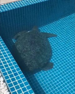 1.7M views · 8K reactions | A MASSIVE turtle fell into a Maldives hotel swimming pool...  | UNILAD | Facebook