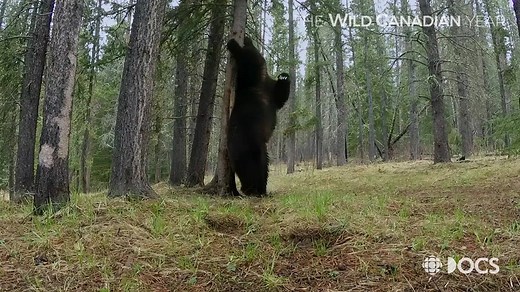 57K views · 605 reactions | It feels soooo good. These bears dance like no one’s watching. Tune in Sunday at 8 pm on CBC and online for the premiere episode of The Wild Canadian Year. | CBC Docs | Facebook