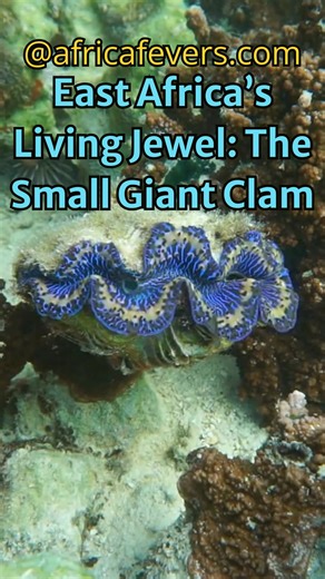 When people think of “giant clam”, they picture the Pacific. But the small giant clam (Tridacna maxima) is part of Africa’s reef story too, occurring in the Red Sea and along the East African coast, as well as wider Indo-Pacific reefs. 🌍 This is a true reef bivalve, usually sitting wedged into coral or rock with its mantle spread like a living flag. Despite the name, it’s “giant” by clam standards: a maximum shell length of 41.7 cm, with a common length around 25 cm. The secret behind the colou