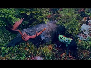 Älgjakt/Drevjakt 2024 Moose hunting