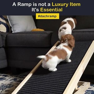 11K views · 35K reactions | The #1 Dachshund Ramp ❤️ Trusted by over...