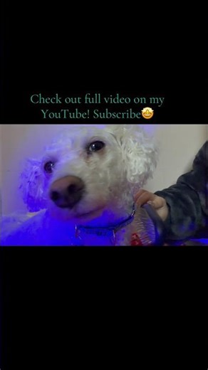 Cozy brushing ft My dog! #asmr #asmrcommunity #fypシ #tingles #relaxing #cozyasmr #asmrshorts #shorts