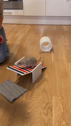 Sweet Rats of Mine on Instagram: "One of Judy’s first times doing an agility course🙌! She’s not yet as fast and confident as my older girls but thats absolutely fine❤️. She understands the task and tries her best. We have done every obstacle separately before putting them in a row. Judy was initially quite hesitant to the tunnels, but with a lot of treats and patience she now runs through them like it’s nothing😊 Judy is just over four months old Our lovely pawtners🐾: @theswedish_ratpack @spic