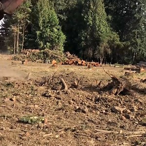 remove stumps with excavator | DJ Pedrinho