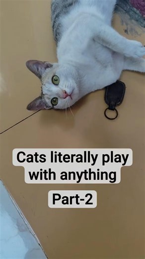 Cats literally play with anything 😂🐈- Part 2 #shorts #cat #funny
