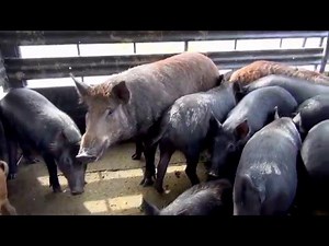 Loading Wild Pigs for Transport