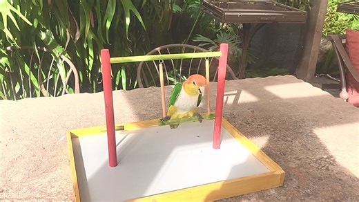 Santa Barbara Bird Sanctuary on Instagram: "When you're adorable but also 90% mischief 😈 Rio, professional swing tester & evil laugh specialist! Want to sponsor Rio? Copy and paste link into your browser and donate however much you would like. https://www.paypal.com/donate/?hosted_button_id=6HYAP9NLEDMML"