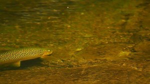 If you'd never seen a 7lb brown hooverin' snails and tiny nymphs off rocks, now you have. It's fascinating to watch them do exactly this as they cruise up and down a slow stream. 😊 | Jensen Fly Fishing