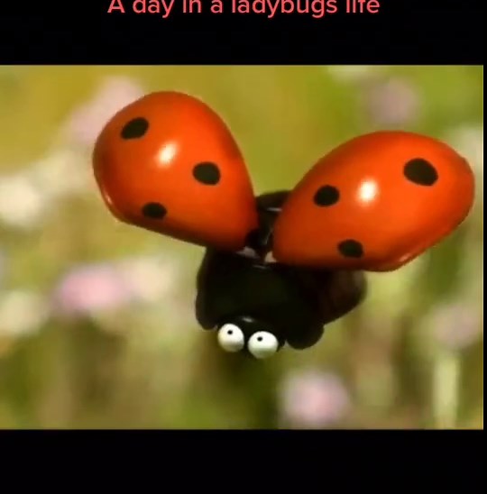 #fyp #youpage #savetheladybugs #schooltings lady bugs only live up to 10-15 days, but the oldest ladybug lived up to 200 years!🐞