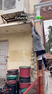 Bonsai sa gilid-gilid Future clump style 💚🌳😊 | Yen&Tad-Kahobby