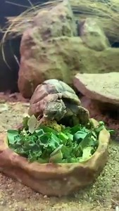 6.7K views · 526 reactions | This Egyptian tortoise is one of the smallest species of tortoise in the world, only reaching 4 to 5 inches in length. He may be tiny, but with a mighty appetite, he snacks on dark, leafy greens and a soaked nutrition biscuit here at the Zoo. | Fort Worth Zoo | Facebook