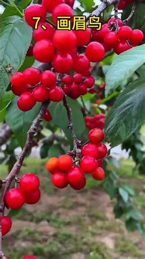 Listen: The Sound of a Summer Childhood You’ll Never Forget