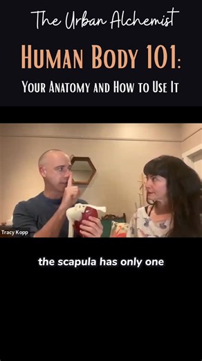 The Scapula is a bit of a rebel  Most bones have solid joints,...