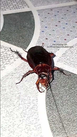 Flying Cockroach #shorts #shortvideo #animals