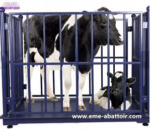 [Hot Item] Cow Weight Scale Slaughterhouse Equipment Bovine Meat Processing Slaughtering Machine Cattle Abattoir