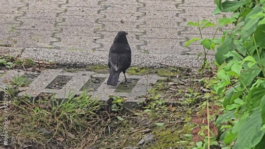 Blackbird (Turdus Merula) with worm in beak observing surroundings and walking