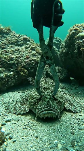 #DeepSea#OceanLife#SeaLife#Underwater#MarineLife#Ocean#Wildlife#Nature#PlanetEarth#EarthFocus