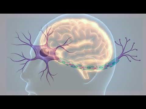The Receptive Field of Sensory Neurons