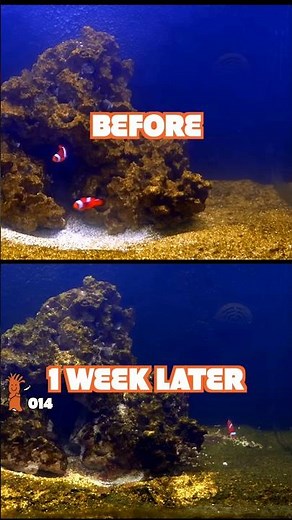 The Benefits of Adding Copepods to Your Reef Tank EARLY!