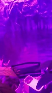 Watch growing avacado trees with SUNRAISE led grow light on Amazon Live