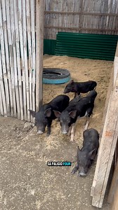 Daily routine sa native pigs farming | Kahoneho