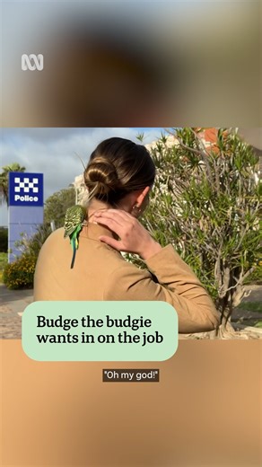 A reporter's standard afternoon filming for TV news took a turn when an inquisitive budgie decided to take a closer look. ✍️ Brianna Melville via ABC Midwest and Wheatbelt | ABC Perth