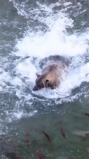 Not Every Bear Is a Hunter How Does It Learn in the Wild?