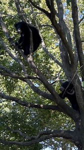 11K views · 301 reactions | Sloth bear cubs Kelce (bottom) and Harper (top) simply love climbing trees!  Don't worry, mama Kayla is keeping a close watch on her babies from below. It's hard for us to believe it, but these two are now 9 months old! | Philadelphia Zoo | Facebook