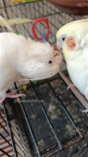 Cute Preening Moments 🥰🦜 #cockatielscraze #birds #cutepets