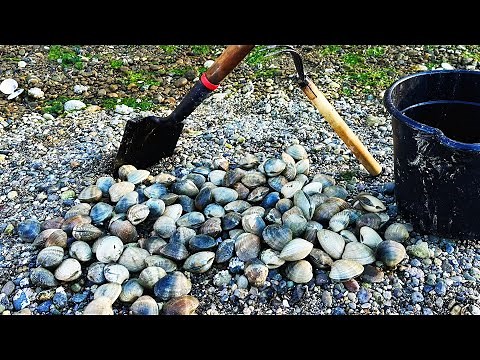 Clam digging in the early spring - From ocean to table | Puget sound clam digging in WA State