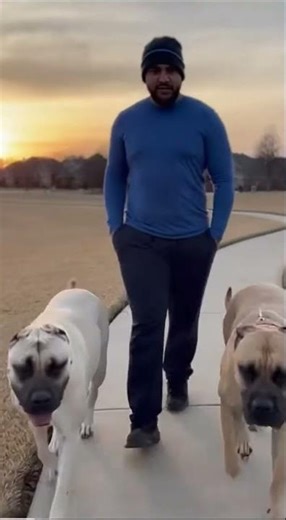 OFF LEASH English Mastiffs 🐶 No Leash. No Pulling. Pure Discipline.