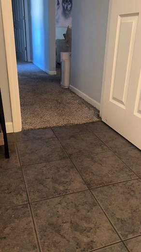 Cat Speaking English - Funny Compilation of a Vocal Cat