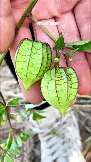 Benih_jumbo on TikTok