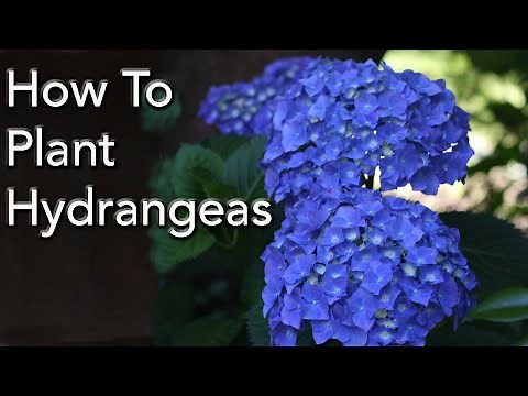 How to Plant Hydrangeas - When, Where and How to Grow Hydrangeas