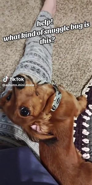 she's just so adorable! #dachshundlover #sweetpuppy #adorablepuppy #minidachshundpuppy #snugglepuppy