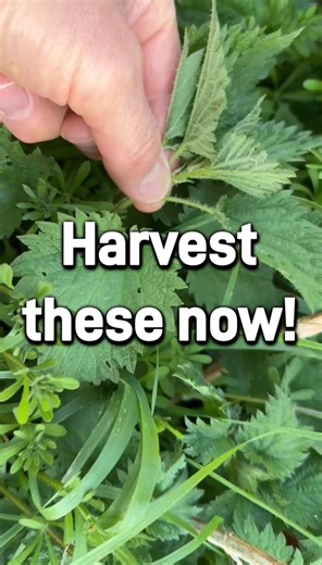 Why You Should Be Picking Nettles Right Now (And How to Eat One Raw!)�Nettles are one of the best spring superfoods—super nutritious (especially iron!), with all the essential amino acids, and omega 3, 6 and 9 fatty acids and lots of potent anti-inflammatory antioxidants too! But timing is everything! In this video, I show you why April is prime time to harvest nettles, which part to pick (and when to avoid picking them altogether) and a “trick” for eating a raw nettle leaf without getting stung