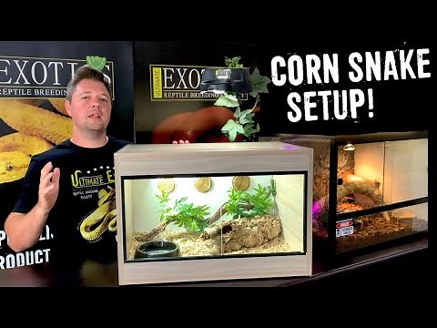 CORN SNAKE SETUP FOR BEGINNERS!