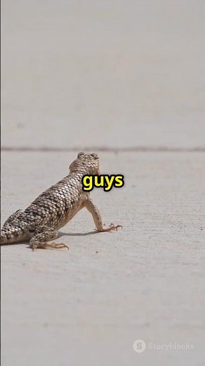 Lizard Push-Up: Nature's Secret Language! #LizardPushUp #NatureCommunication #Wildlife #Reptiles